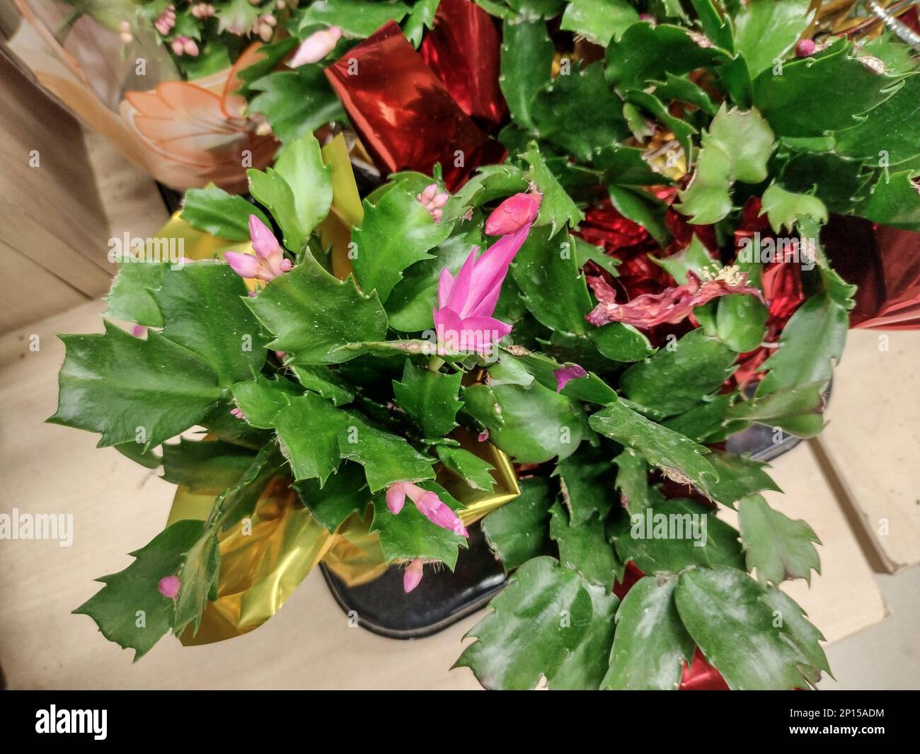 Blooming Christmas cactus. Schlumbergera truncata plant Stock Photo - Alamy