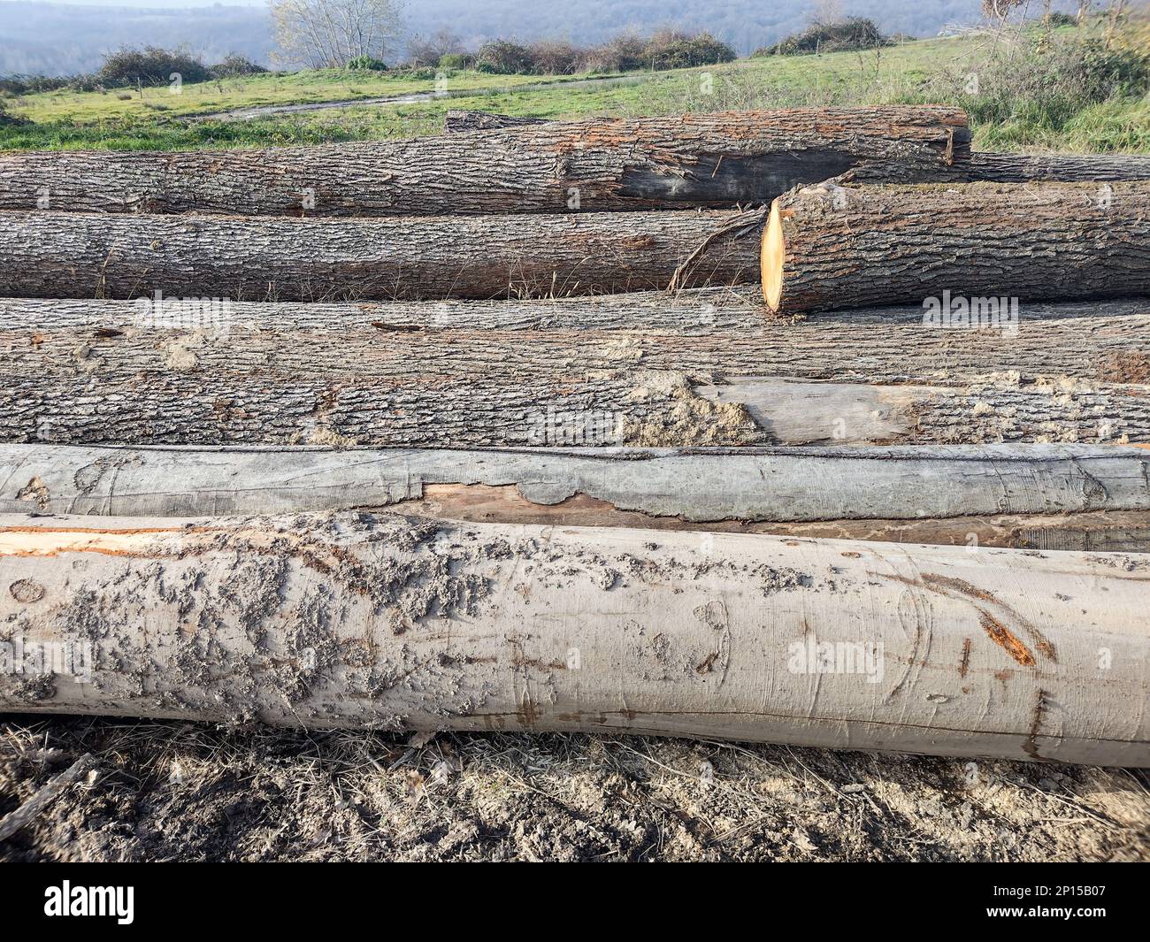 Trunks on the ground hi-res stock photography and images - Alamy