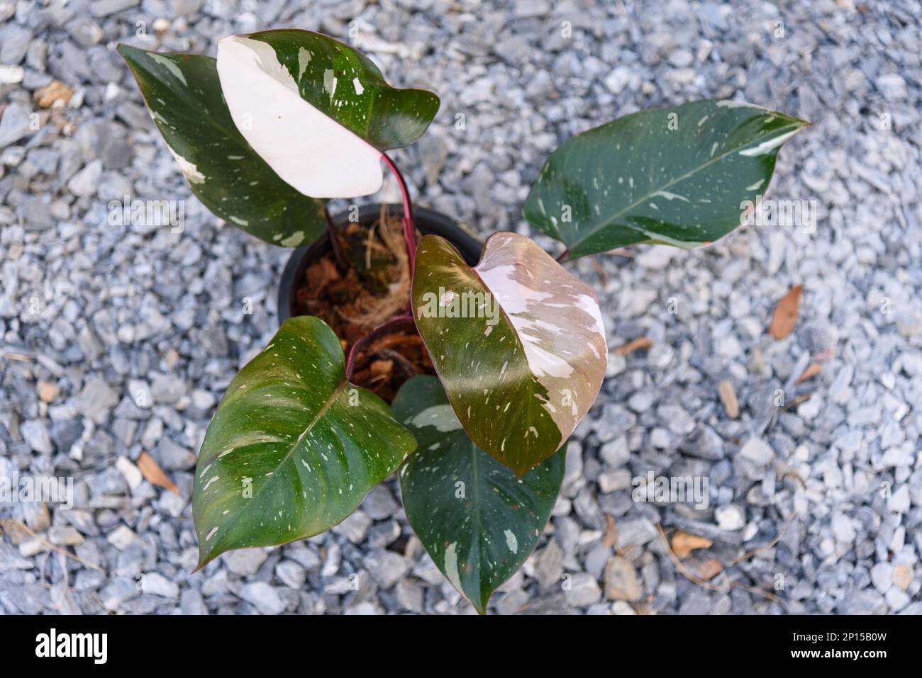 Philodendron red anderson hi-res stock photography and images - Alamy