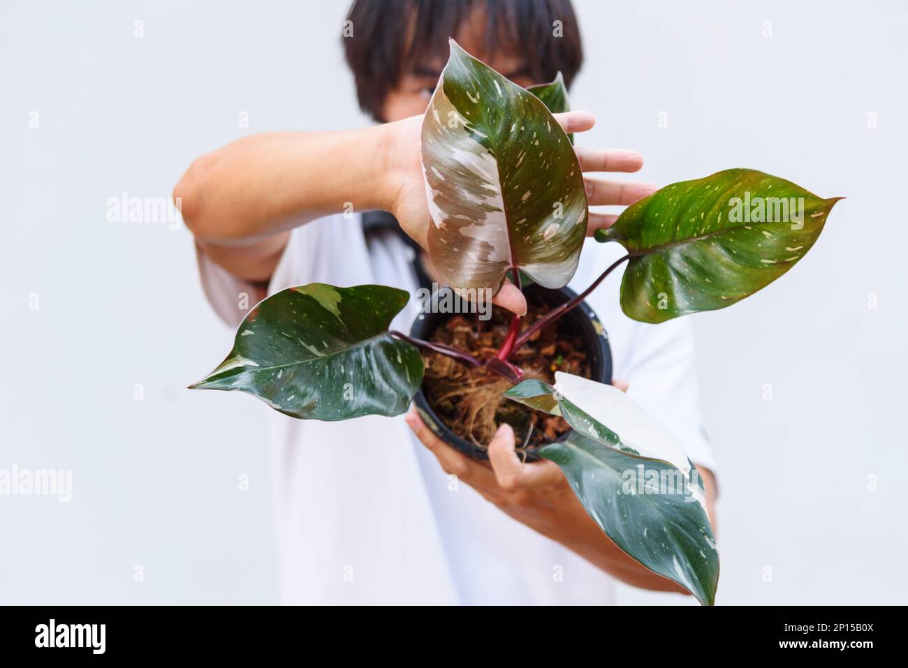 Philodendron red anderson hi-res stock photography and images - Alamy