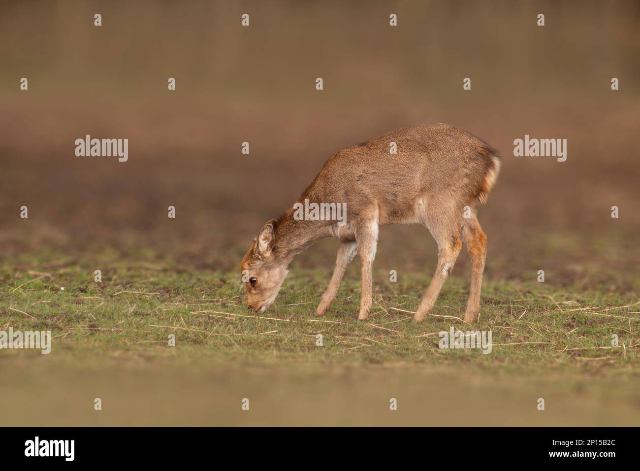Fluffy young red deer hi-res stock photography and images - Alamy