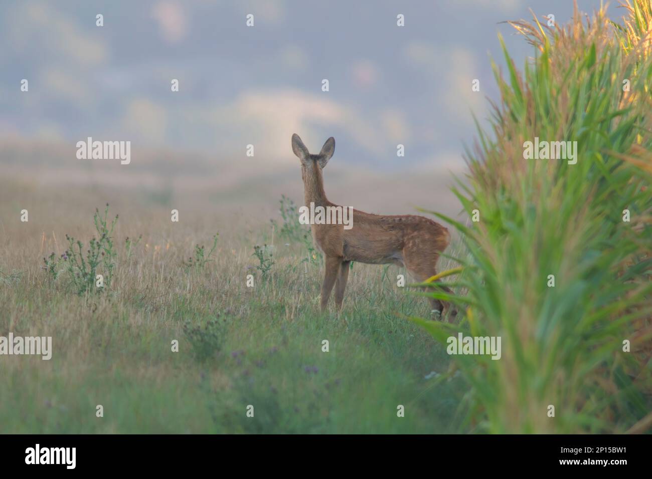 Roe buck cornfield hi-res stock photography and images - Alamy