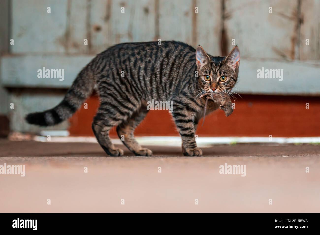 pretty adult cat caught a mouse and looks straight into the camera ...