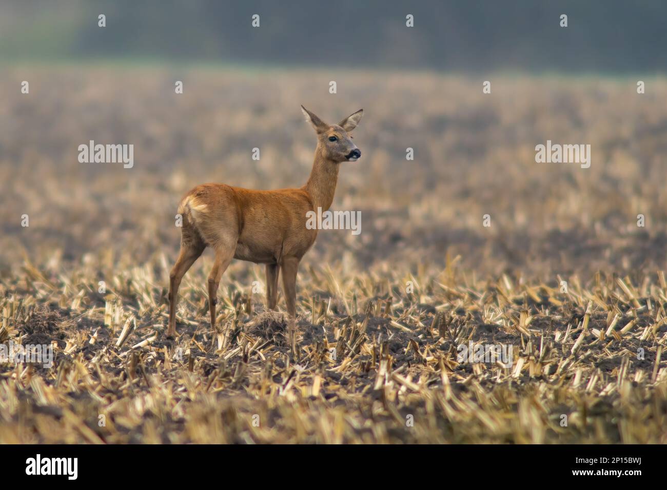 Doe deer sitting on grass hi-res stock photography and images - Alamy