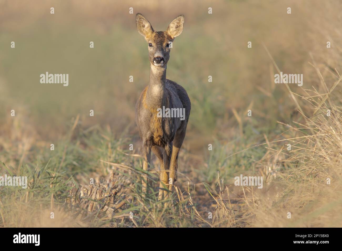 Beautiful roe deer doe hi-res stock photography and images - Alamy