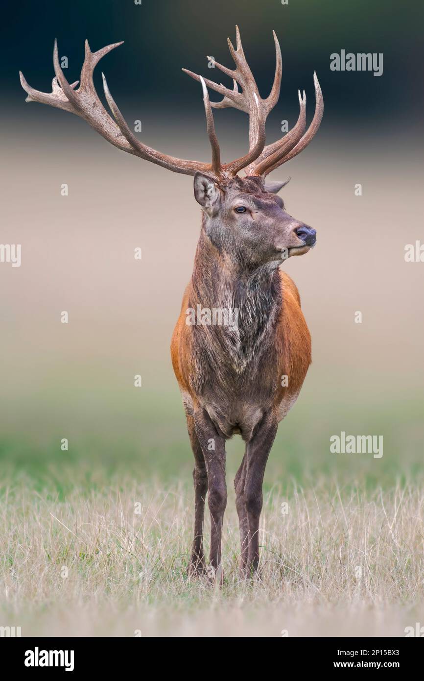 a handsome red deer buck stands in a meadow Stock Photo - Alamy