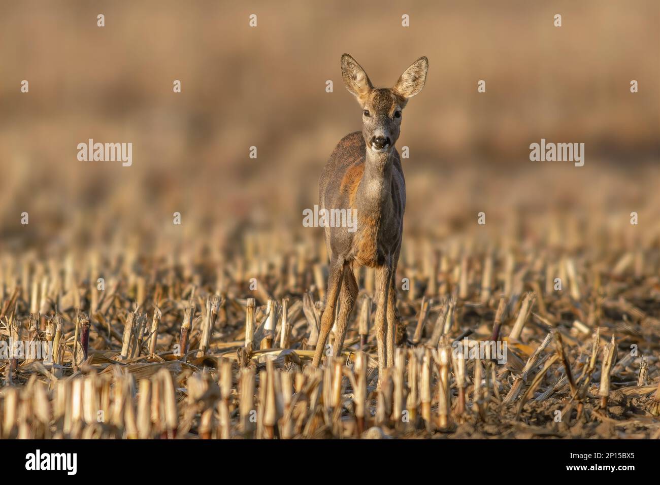Roedeer standing in field hi-res stock photography and images - Alamy