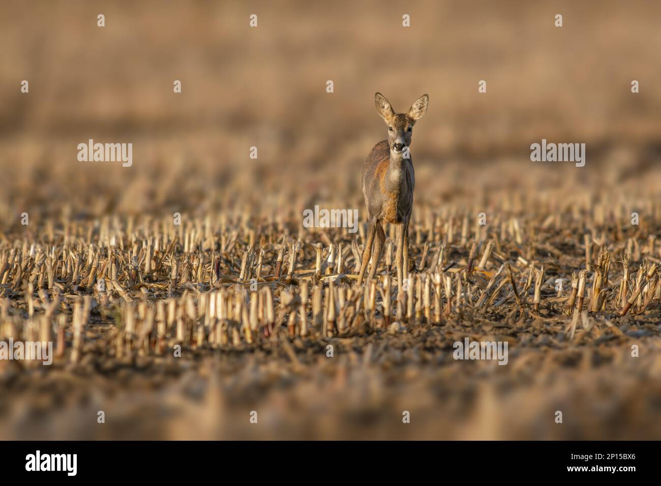 Doe deer sitting on grass hi-res stock photography and images - Alamy