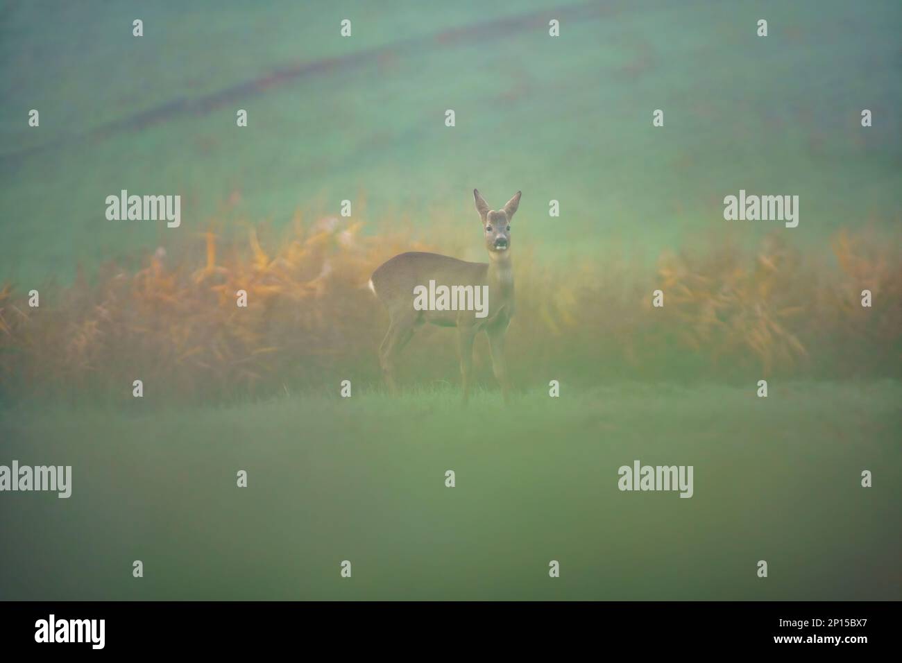 Young roebuck hi-res stock photography and images - Alamy