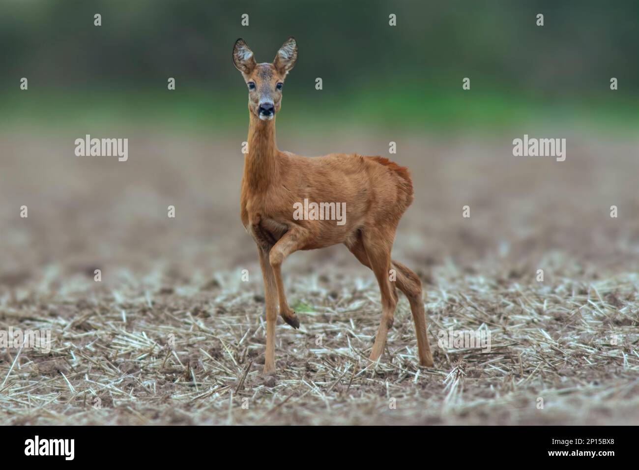 Doe deer sitting on grass hi-res stock photography and images - Alamy