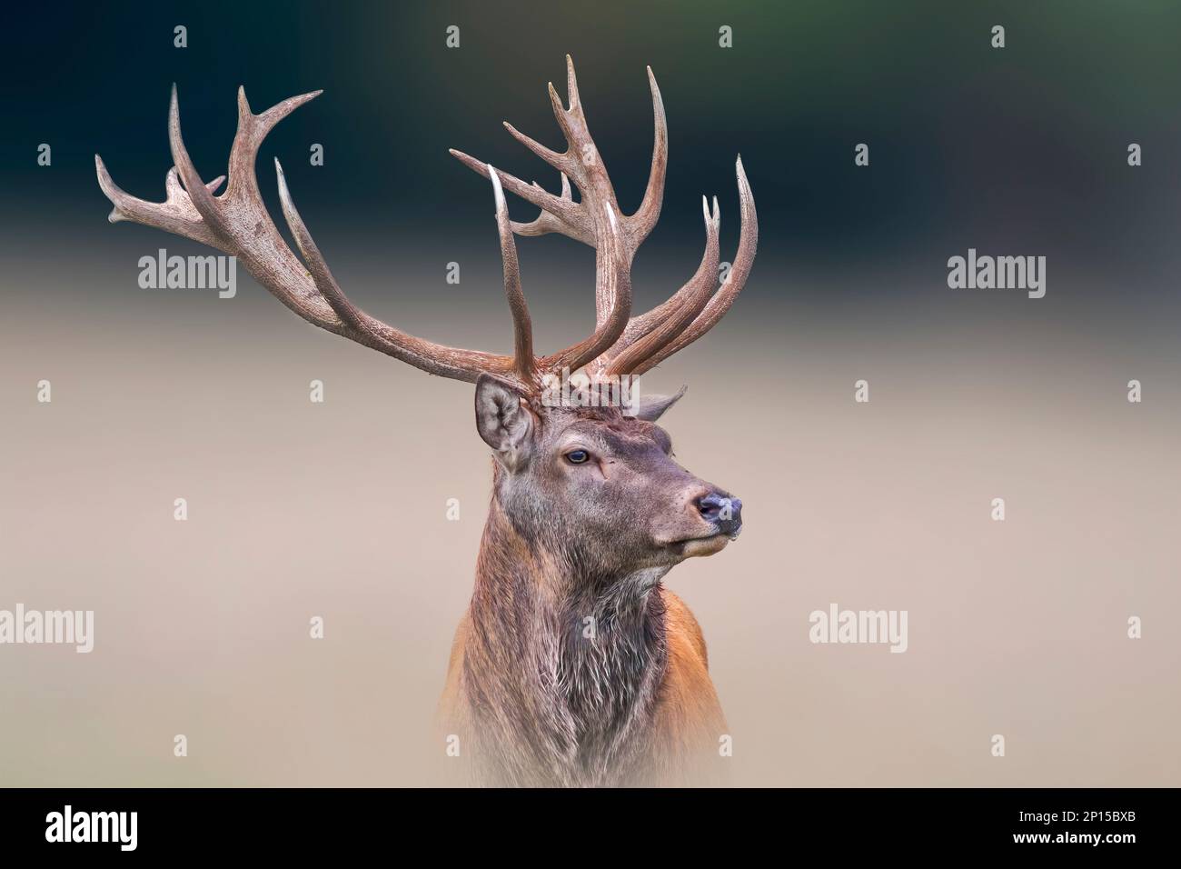 Pretty buck hi-res stock photography and images - Alamy