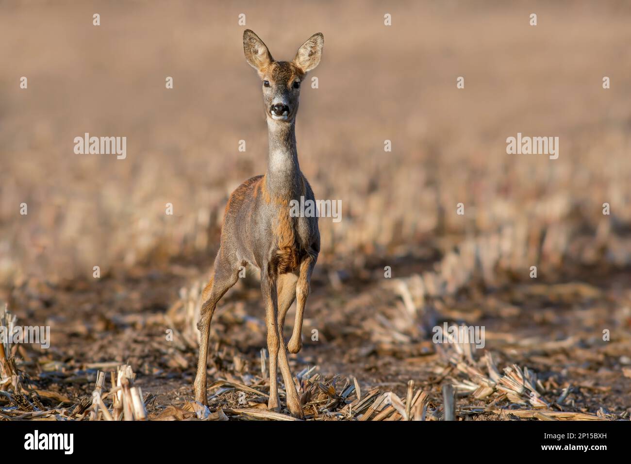 Roedeer standing in field hi-res stock photography and images - Alamy