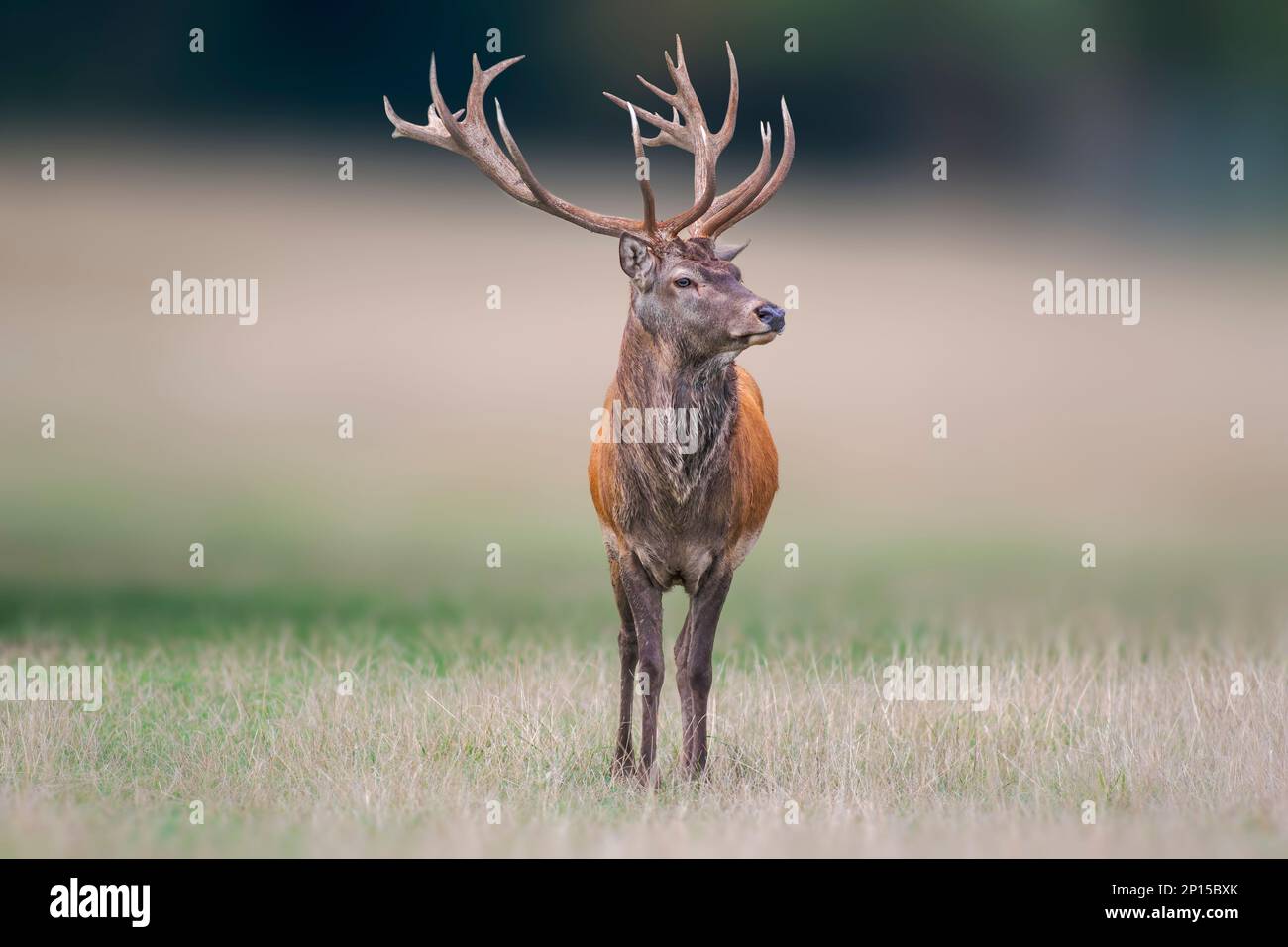 Majestic buck stands hi-res stock photography and images - Alamy