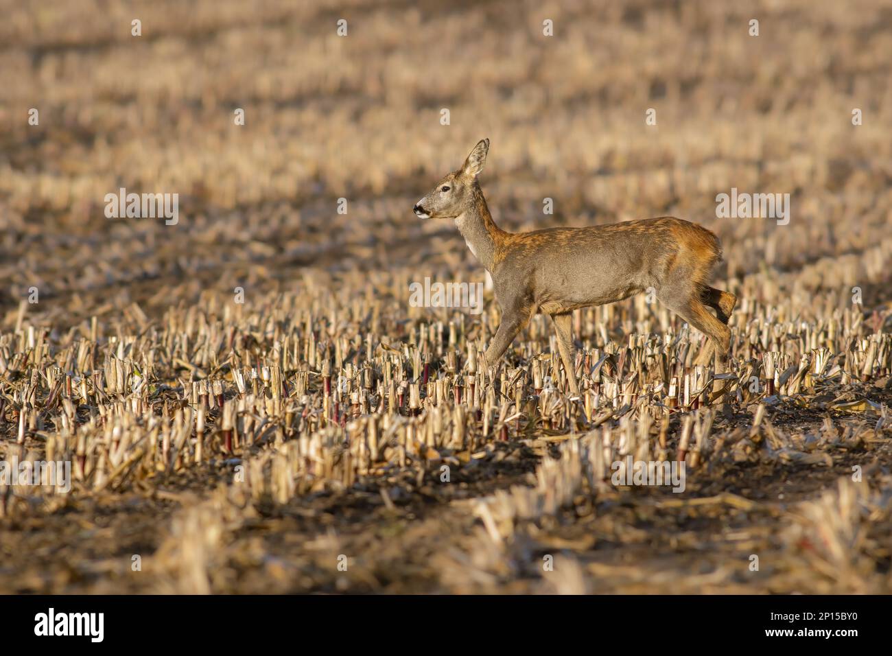 Doe deer sitting on grass hi-res stock photography and images - Alamy