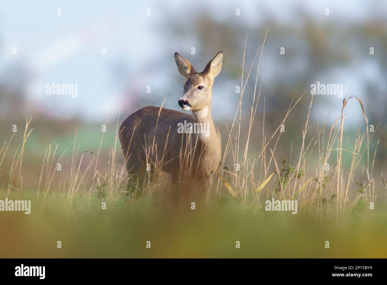 Beautiful roe deer doe hi-res stock photography and images - Alamy
