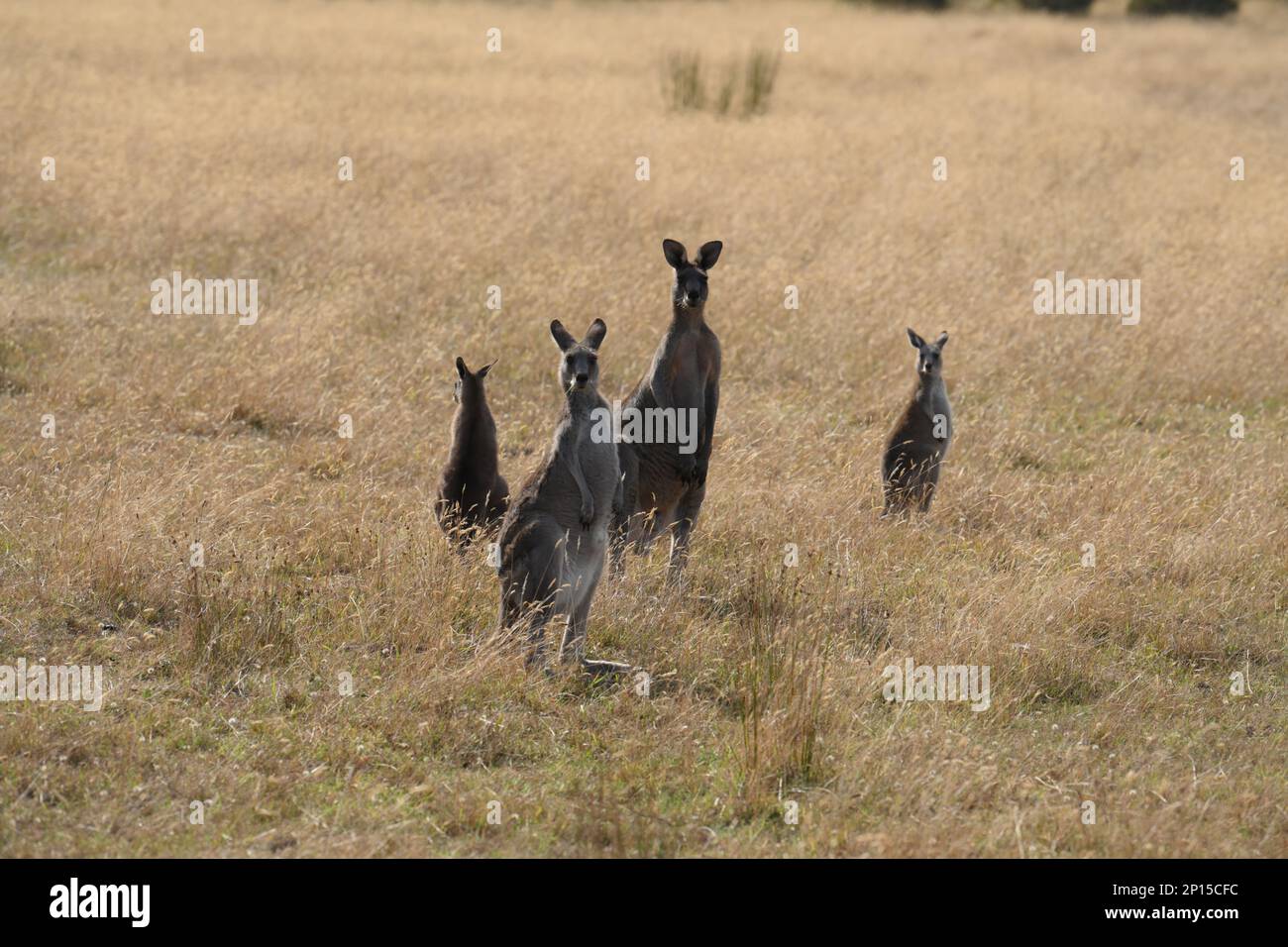 Kangaroos in grassland look inquisitively towards the camera with ears ...