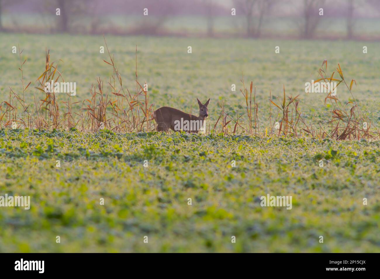 Doe deer sitting on grass hi-res stock photography and images - Alamy