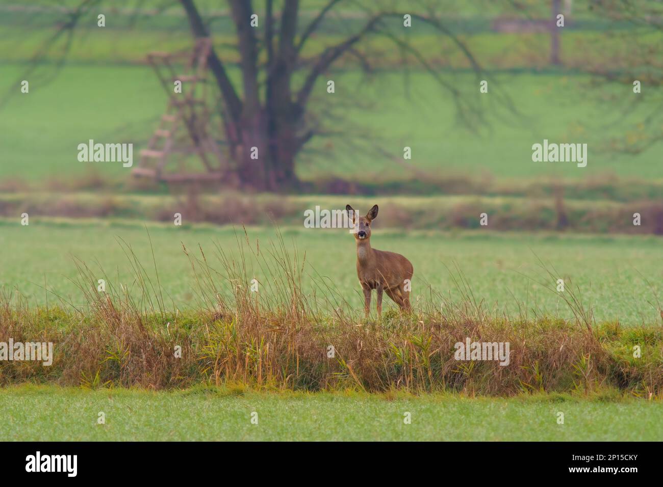 Doe deer sitting on grass hi-res stock photography and images - Alamy