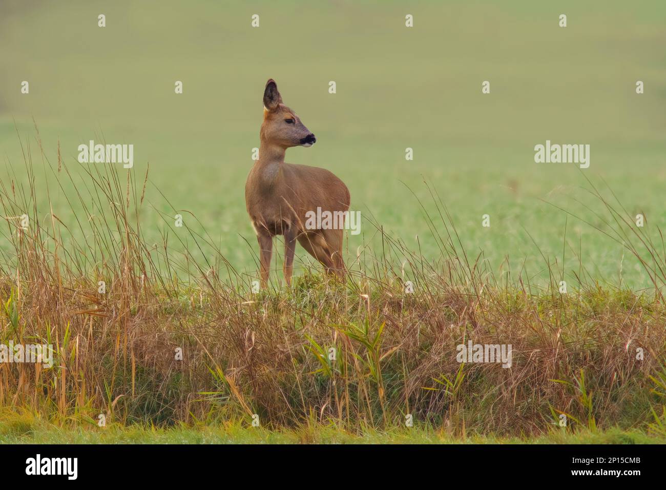 Doe deer sitting on grass hi-res stock photography and images - Alamy
