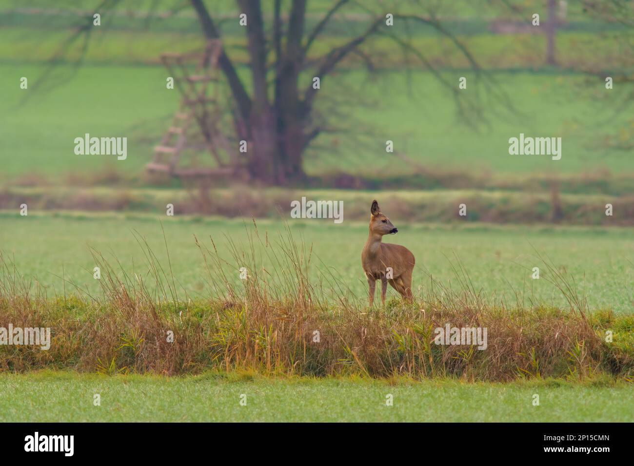 Doe deer sitting on grass hi-res stock photography and images - Alamy
