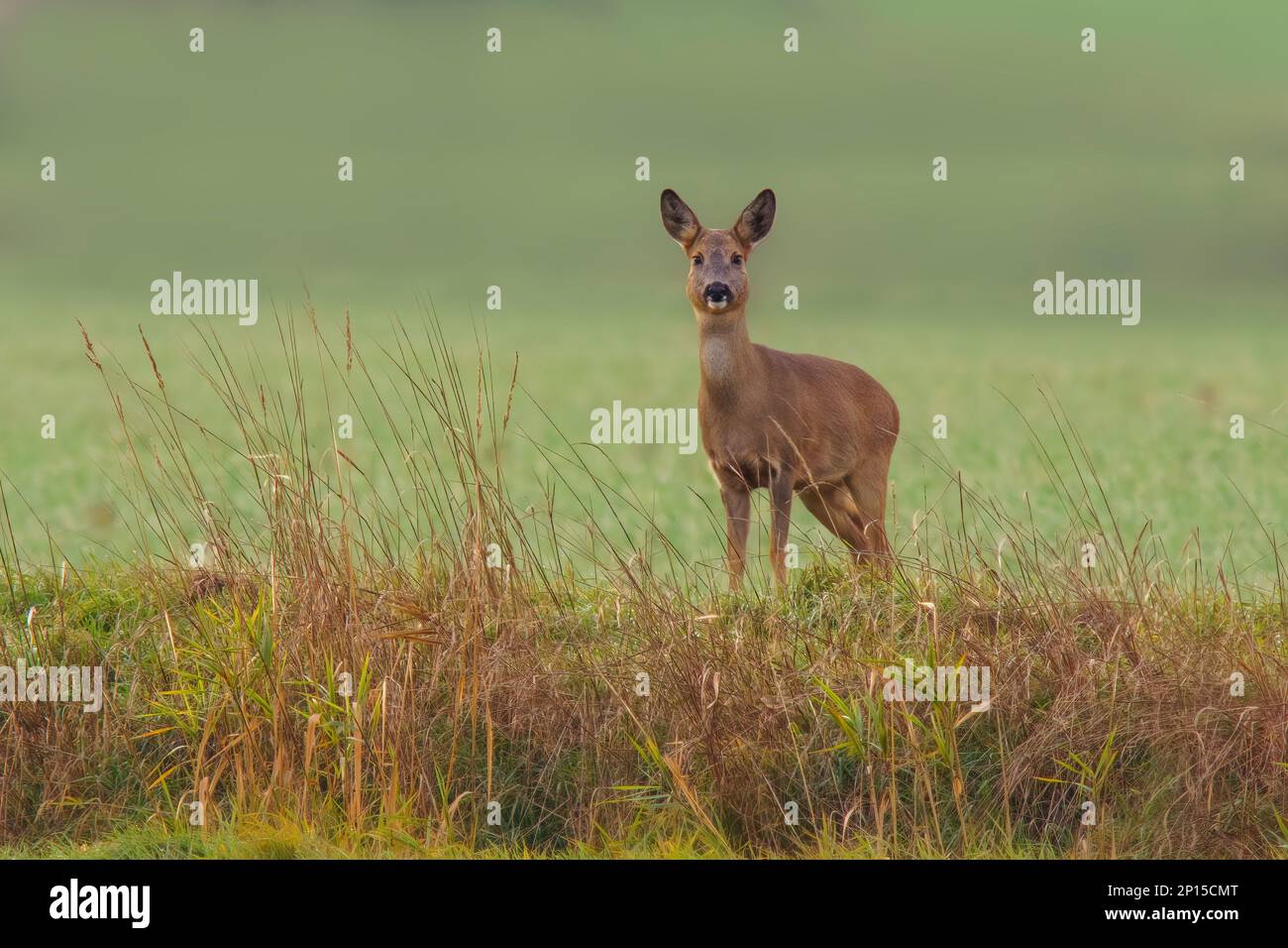 Doe deer sitting on grass hi-res stock photography and images - Alamy