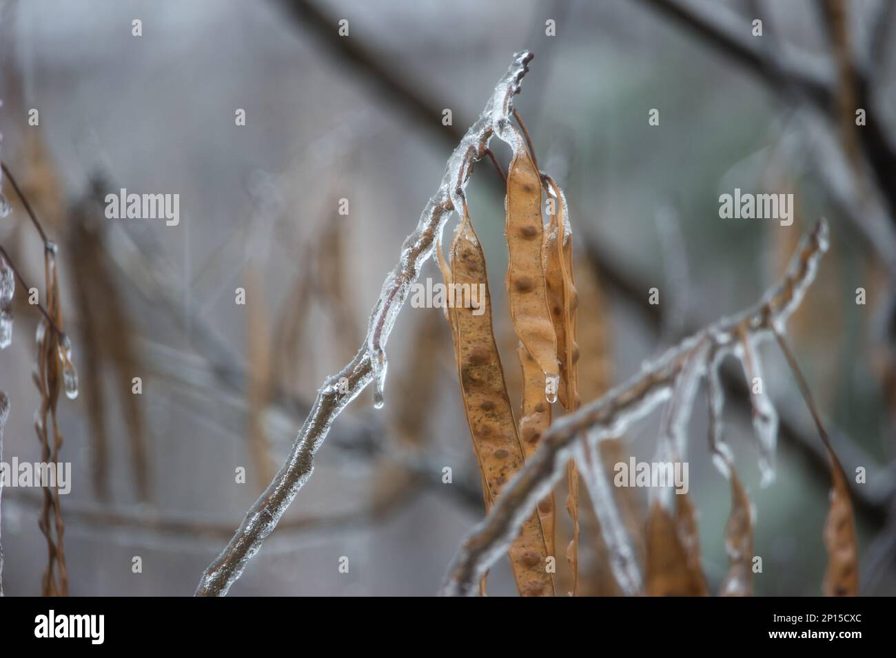 Frozen rain water all over tree branches with brown pods covered in ...