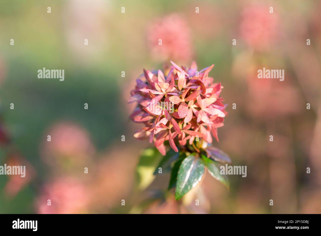 Beautiful pink jungle geranium spike flower. King Ixora blooming (Ixora ...