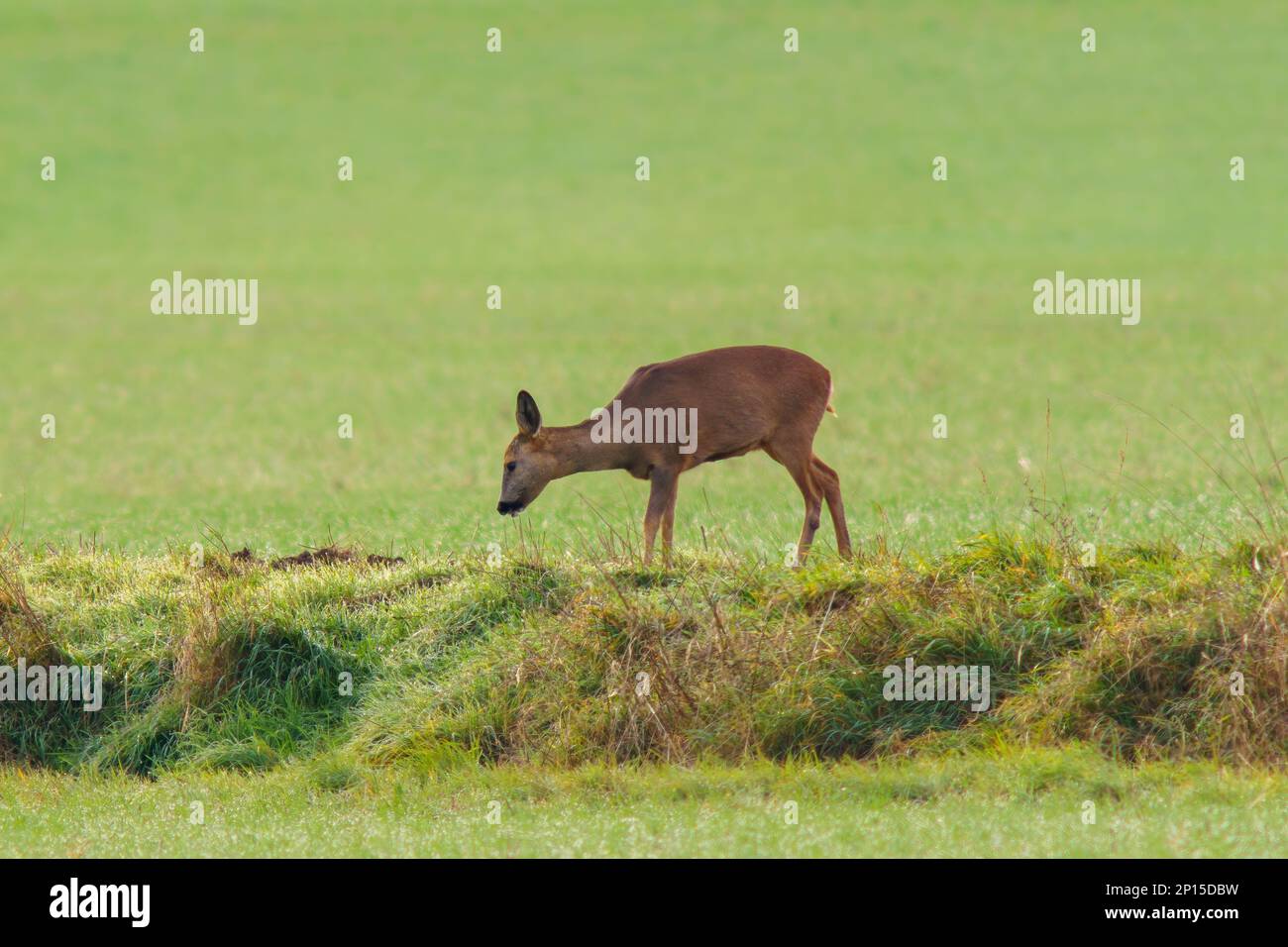 Doe deer sitting on grass hi-res stock photography and images - Alamy