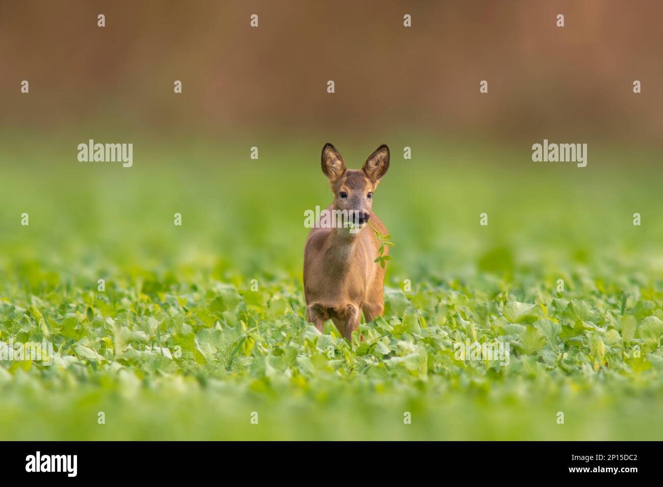 Roedeer standing in field hi-res stock photography and images - Alamy