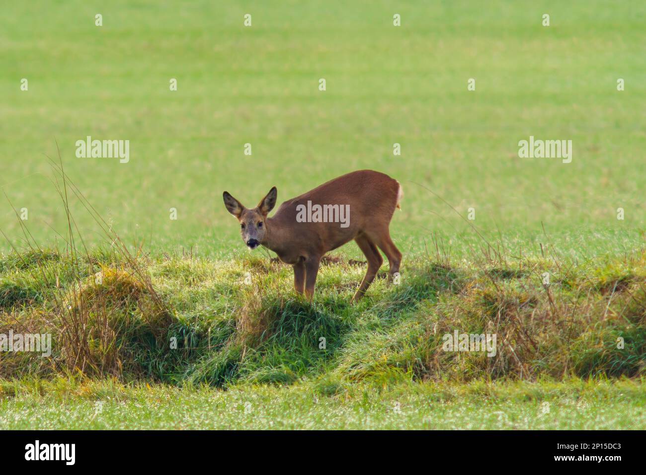 Doe deer sitting on grass hi-res stock photography and images - Alamy