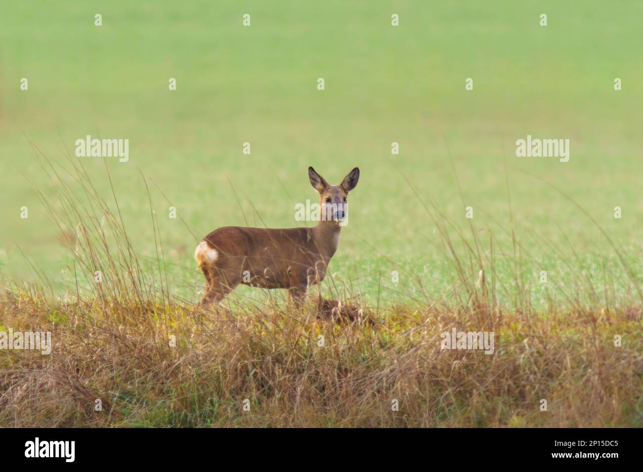 Doe deer sitting on grass hi-res stock photography and images - Alamy