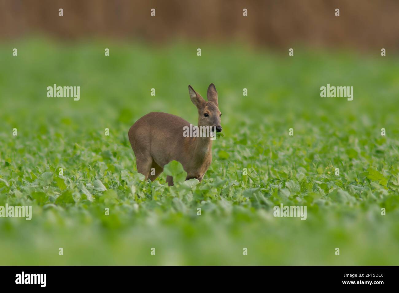 a beautiful doe doe standing on a green field in spring Stock Photo - Alamy