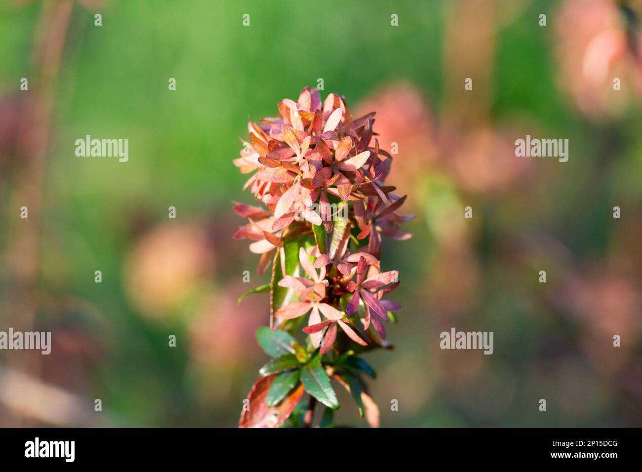 Beautiful pink jungle geranium spike flower. King Ixora blooming Ixora ...