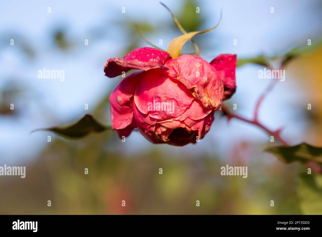 Rose petals withering hi-res stock photography and images - Alamy