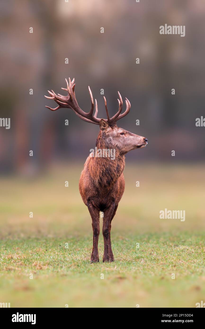 Majestic buck stands hi-res stock photography and images - Alamy