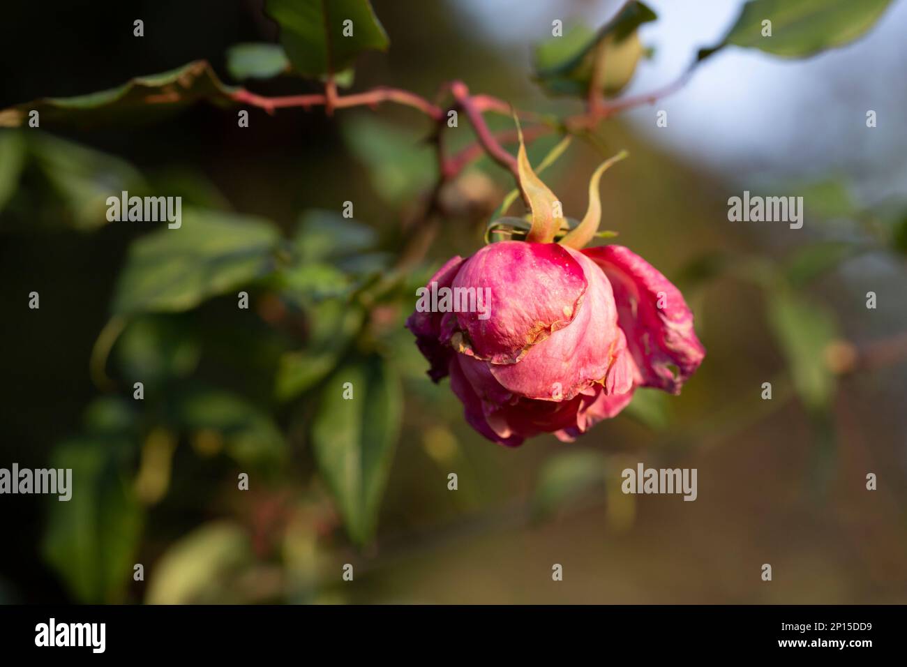 Rose petals withering hi-res stock photography and images - Alamy