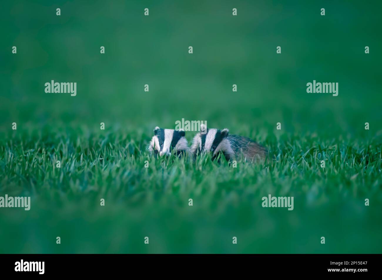 Badger paw hi-res stock photography and images - Alamy