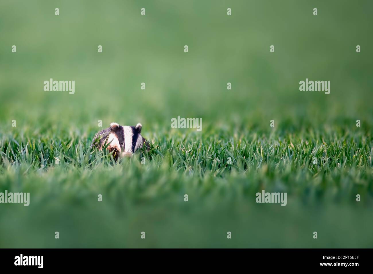 a badger runs across a wheat field at dusk Stock Photo - Alamy