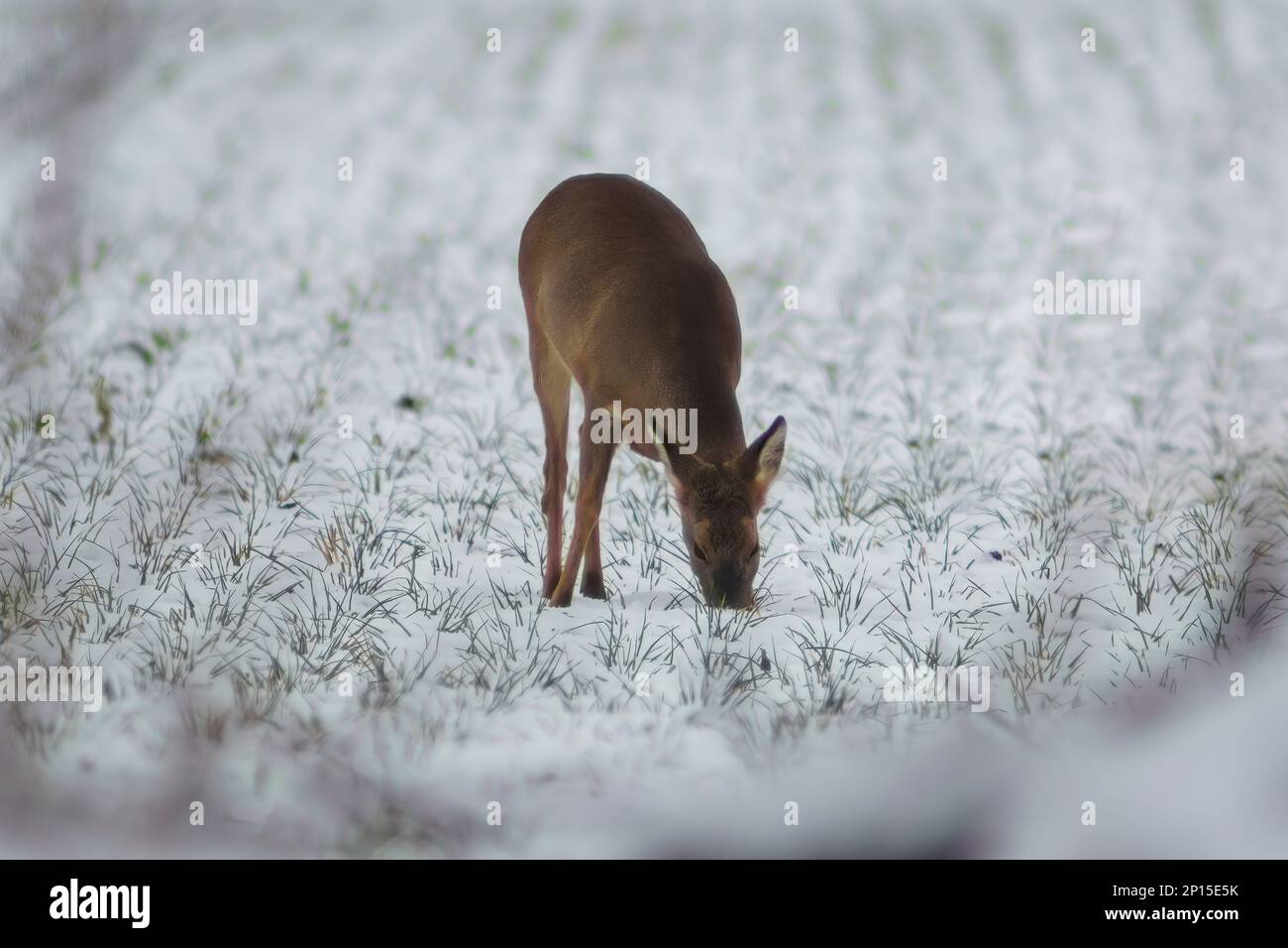 a adult roe deer doe stands on a frozen field in winter Stock Photo - Alamy