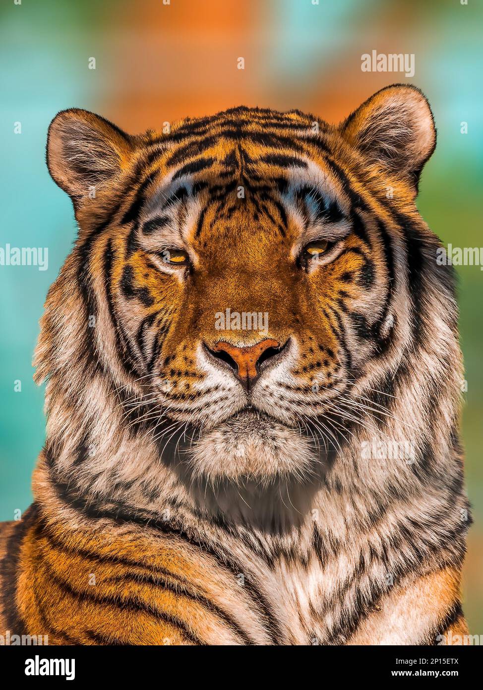 one portrait of a pretty young tiger Stock Photo - Alamy