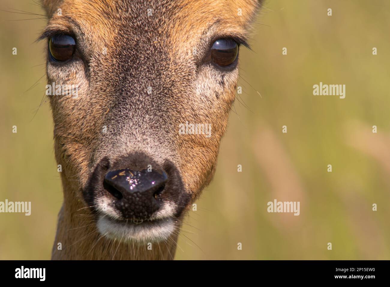 Doe deer sitting on grass hi-res stock photography and images - Alamy
