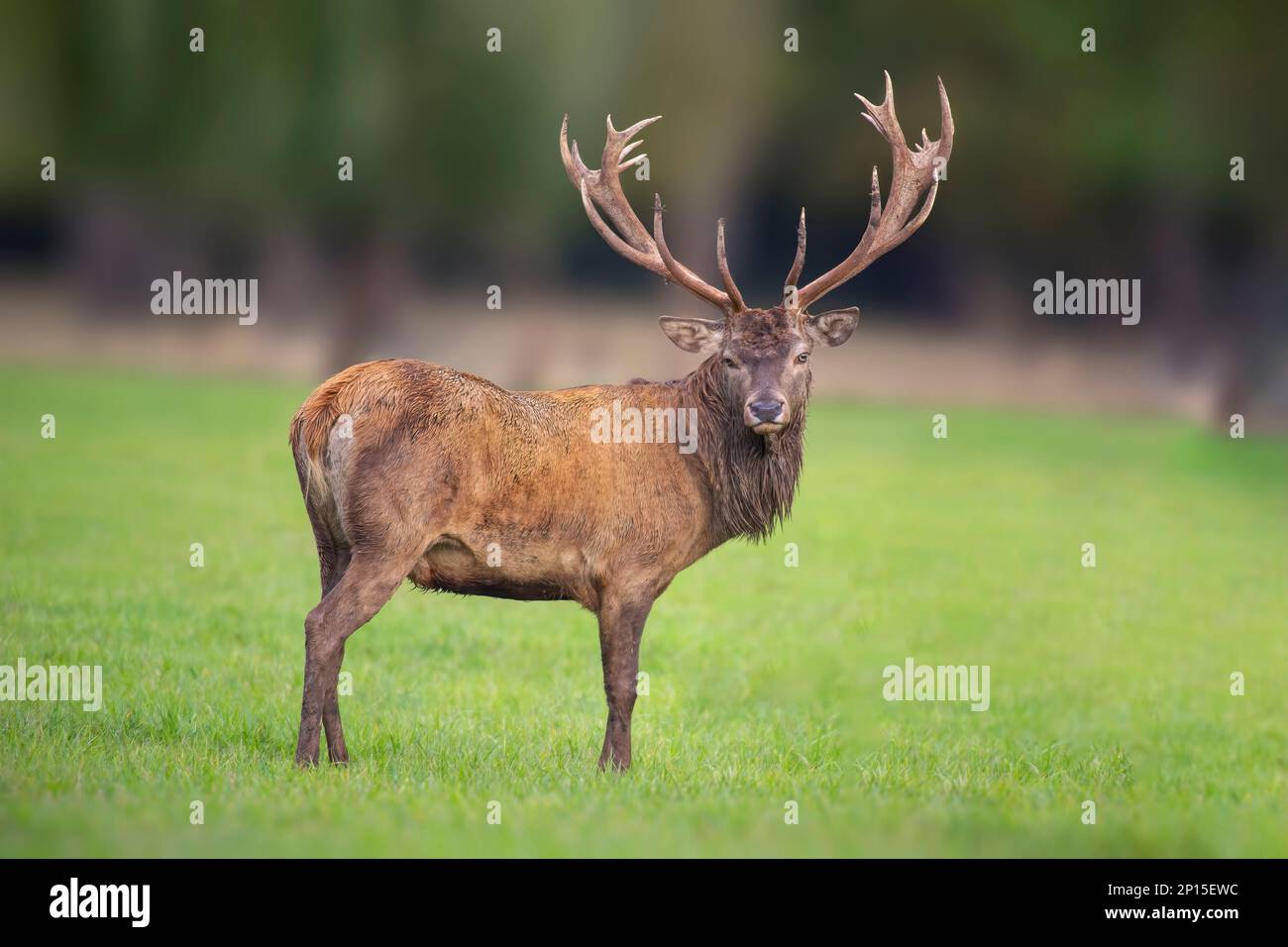 a handsome red deer buck stands in a meadow Stock Photo - Alamy