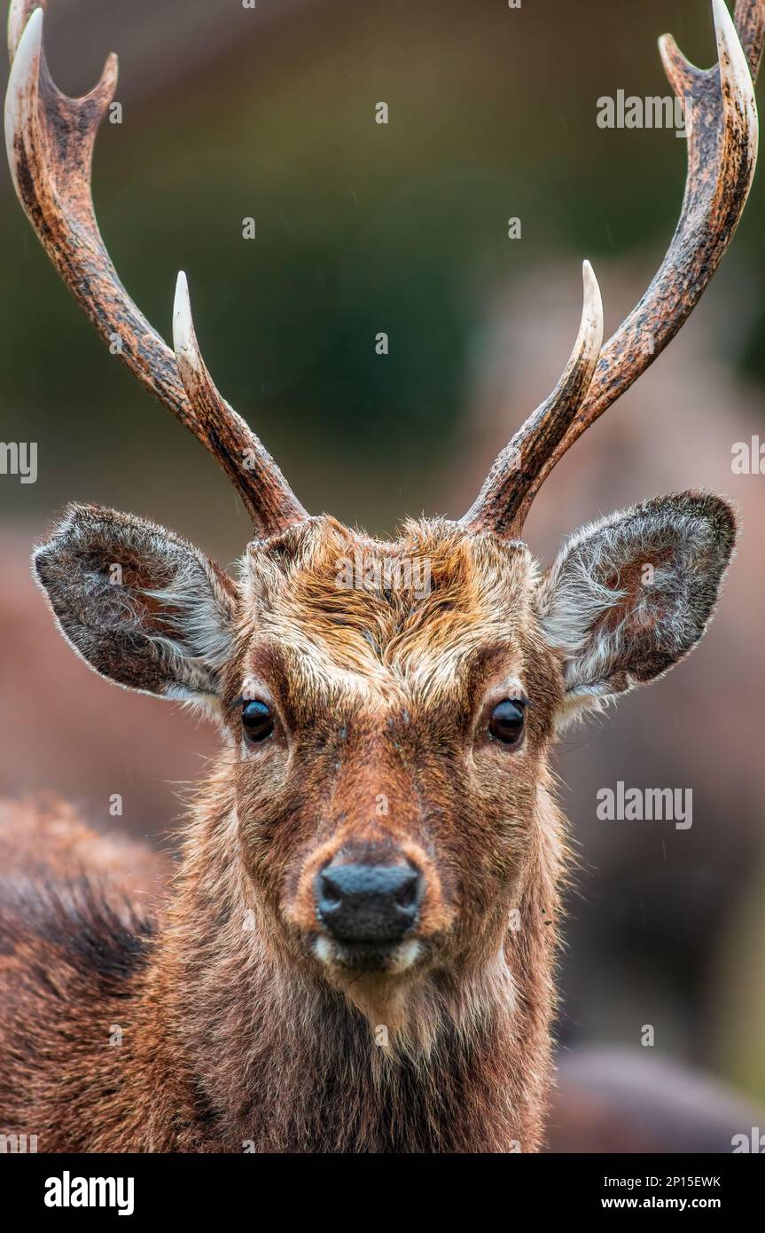 a portrait of a pretty red deer buck Stock Photo - Alamy