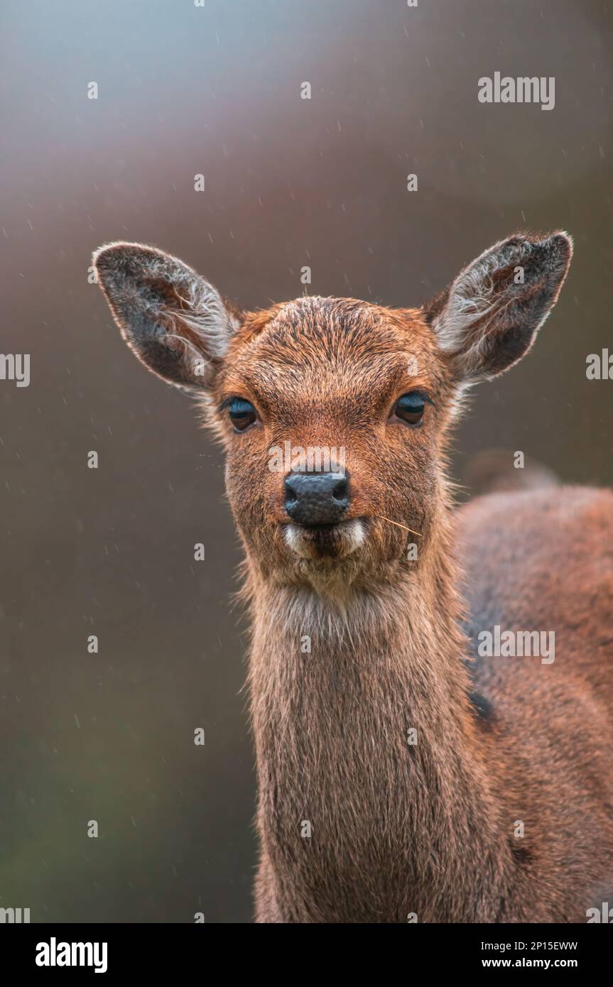 Reddeer hi-res stock photography and images - Alamy