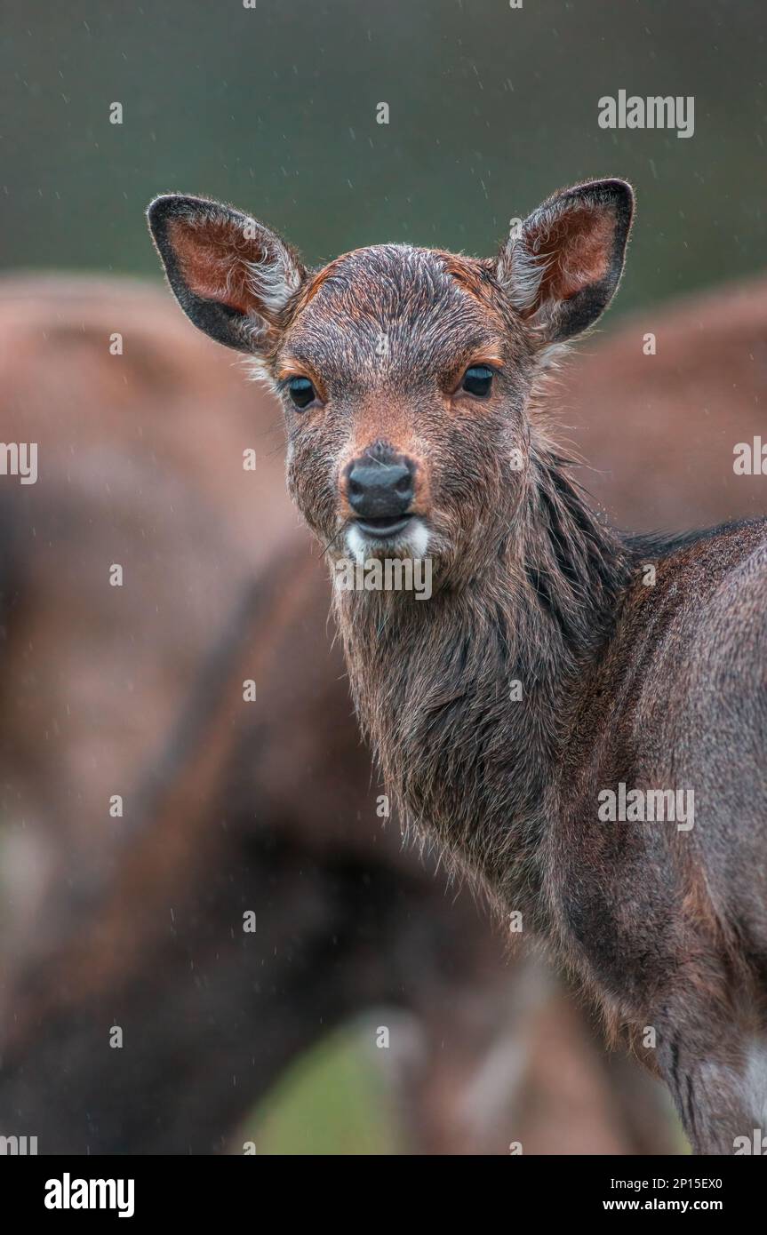 a portrait of a young pretty red deer doe Stock Photo - Alamy