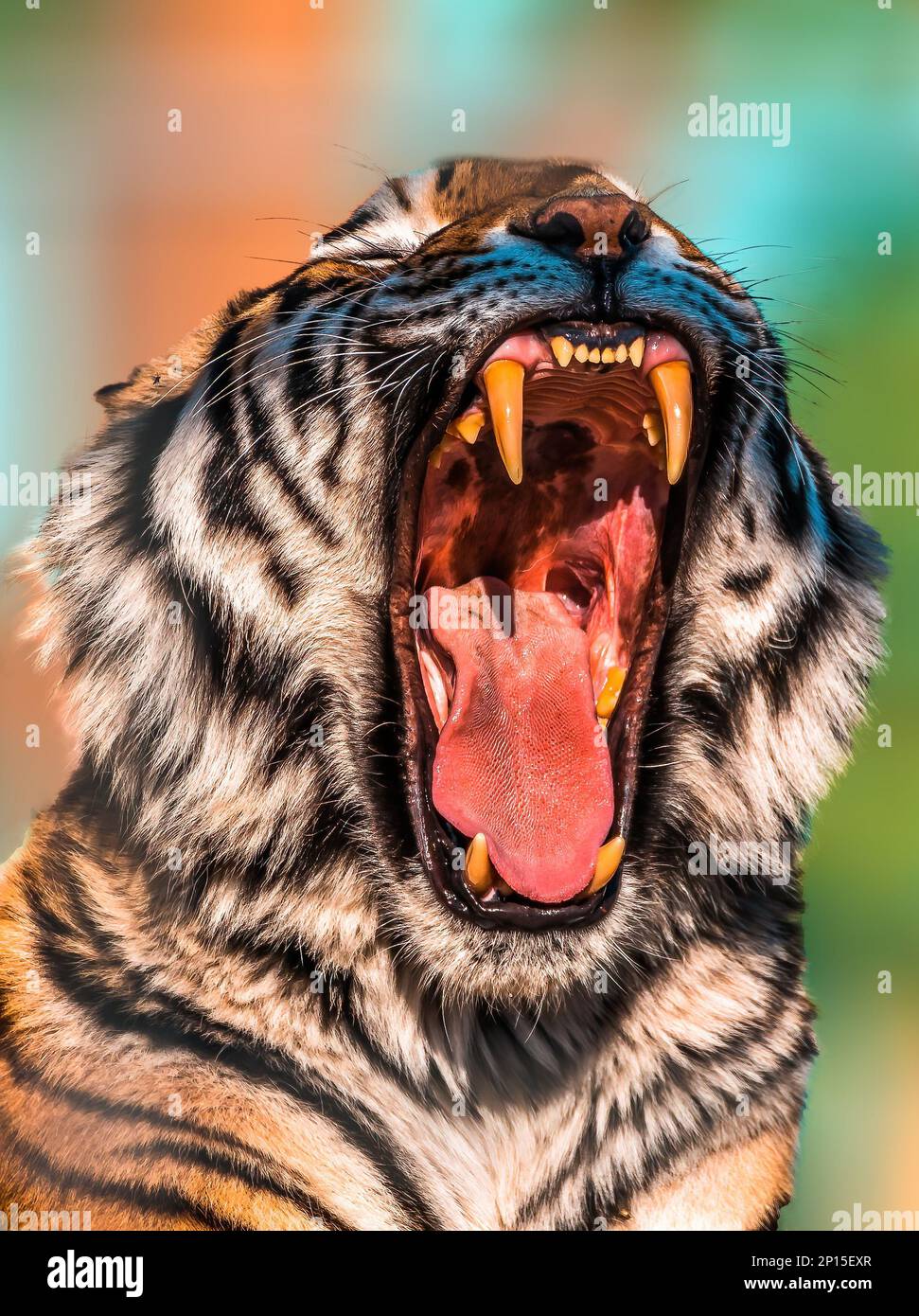 a handsome tiger shows his teeth and yawns Stock Photo - Alamy