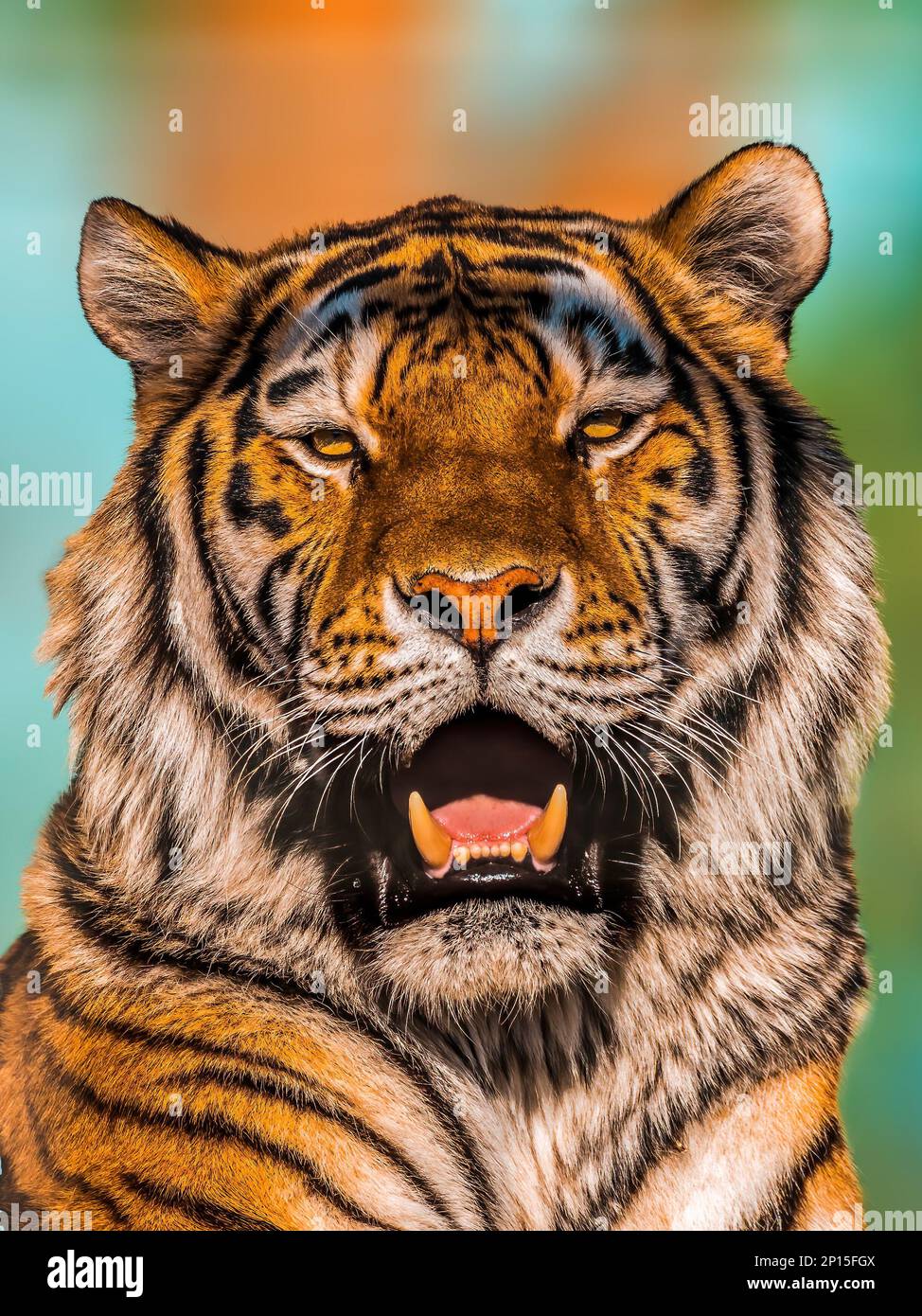 a handsome tiger shows his teeth and yawns Stock Photo - Alamy