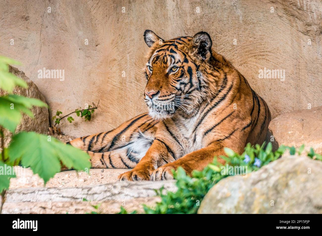 Handsome tiger hi-res stock photography and images - Alamy