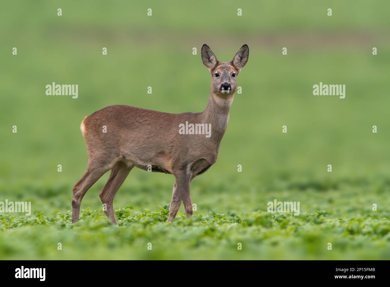 a beautiful doe doe standing on a green field in spring Stock Photo - Alamy