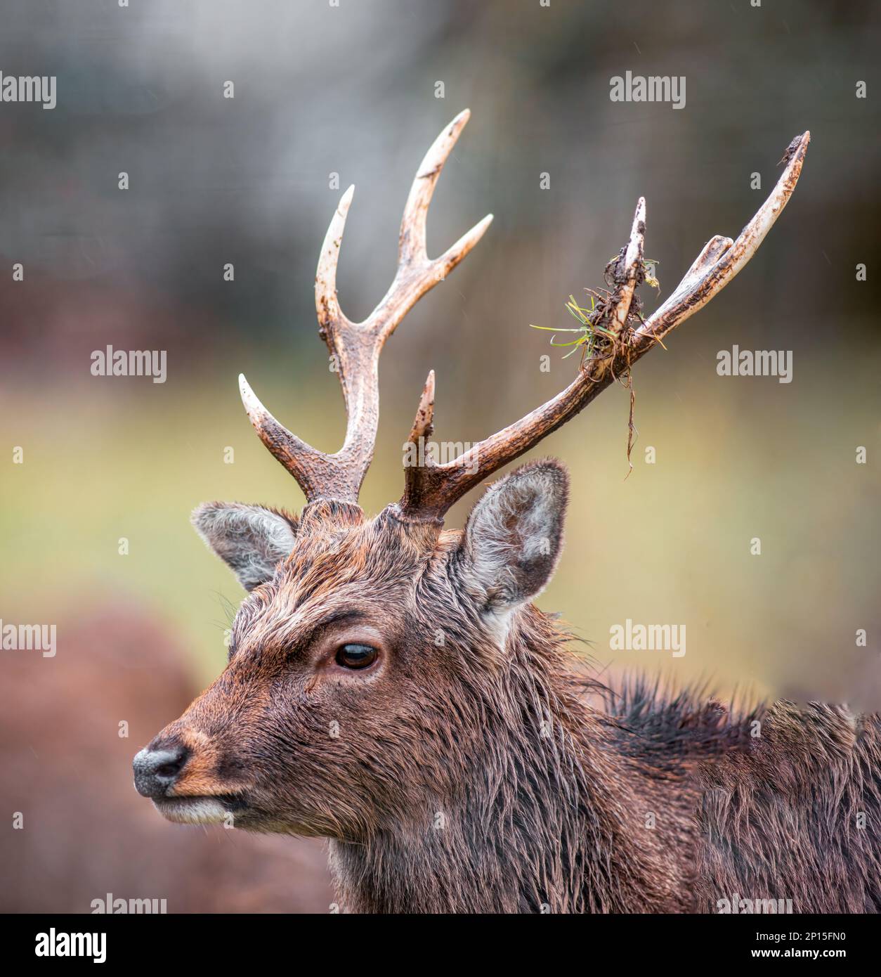 a portrait of a pretty red deer buck Stock Photo - Alamy
